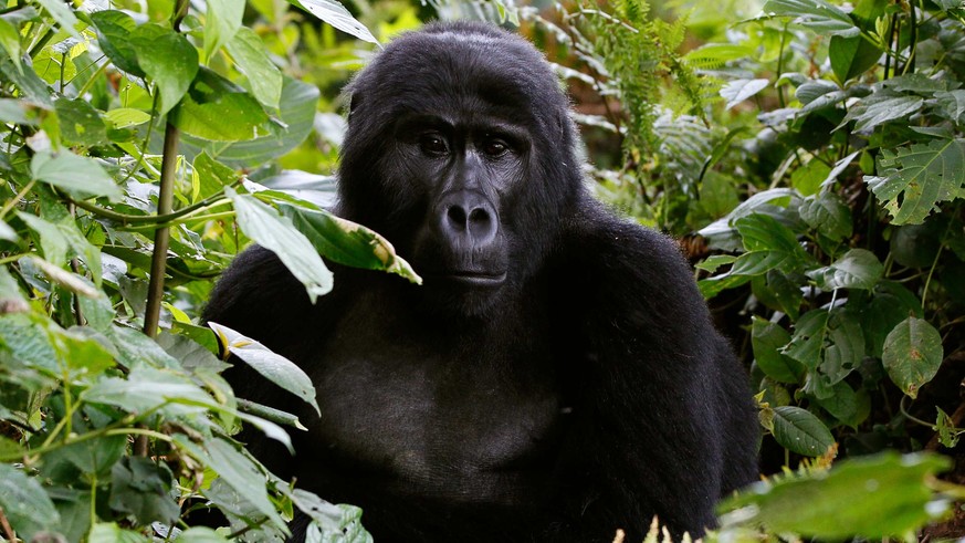 Rote Liste: Der grösste Gorilla ist vom Aussterben bedroht