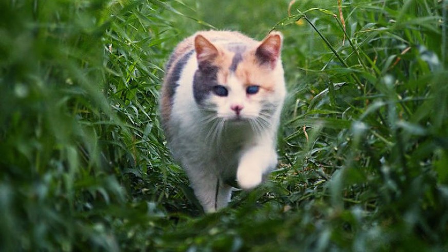 Diese blinde Katze erlebt mehr Abenteuer als seine sehenden Artgenossen