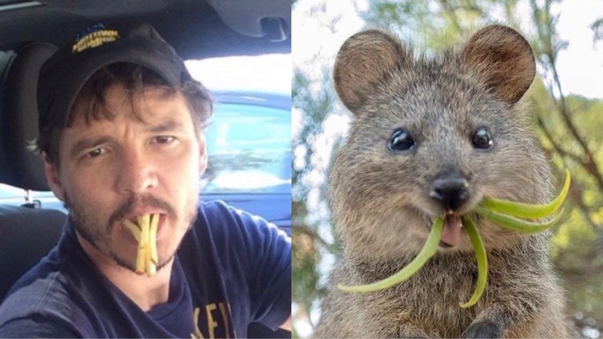 Pedro Pascal: 17 Ziere und Dinge, die aussehen wie der Schauspieler