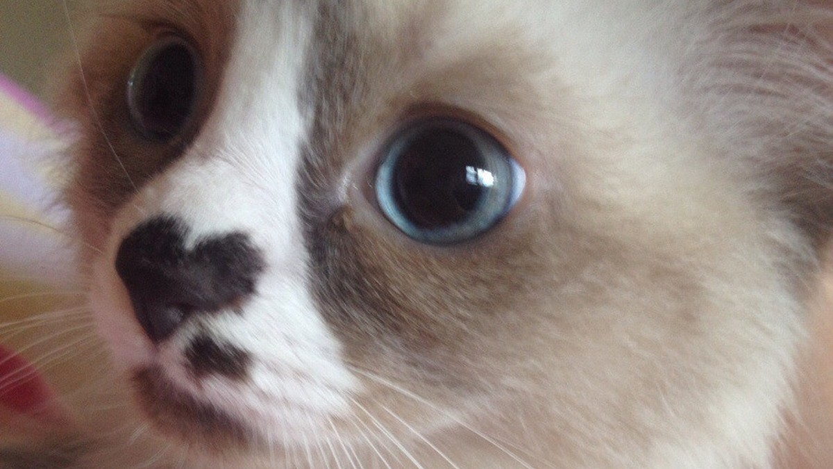 Diese 30 Katzen haben ihre Markierungen genau am richtigen Ort