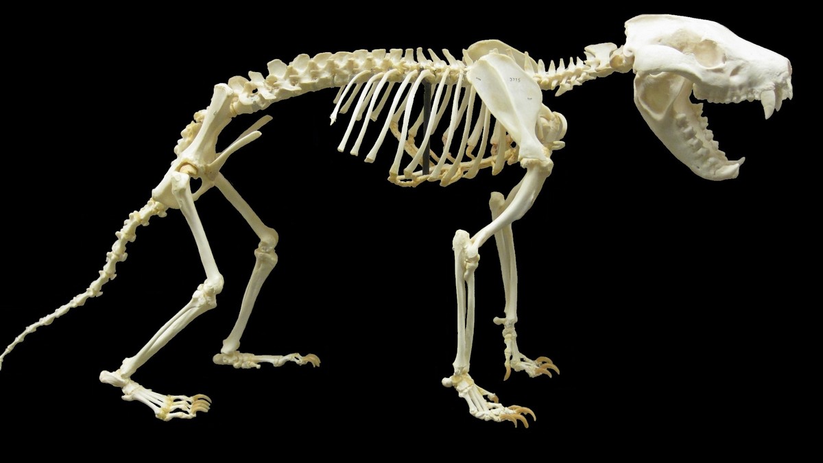 Gruseliges Knochen-Quiz: Tiere an Skelett erkennen