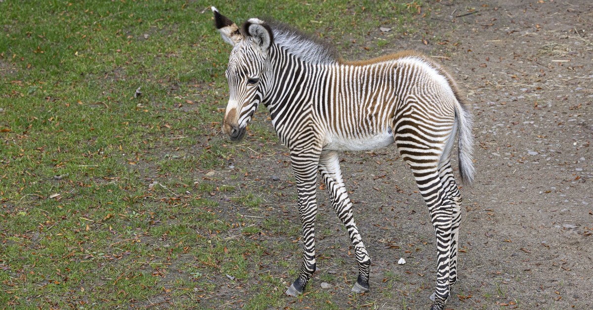 Zebra-Babys im Zoo Zürich: Erste Bilder und Videos veröffentlicht