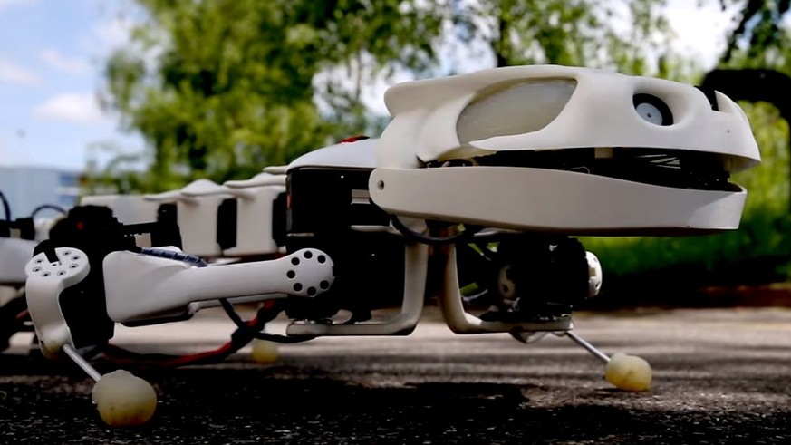 Salamander-Roboter: «Pleurobot» imitiert natürliche Bewegung