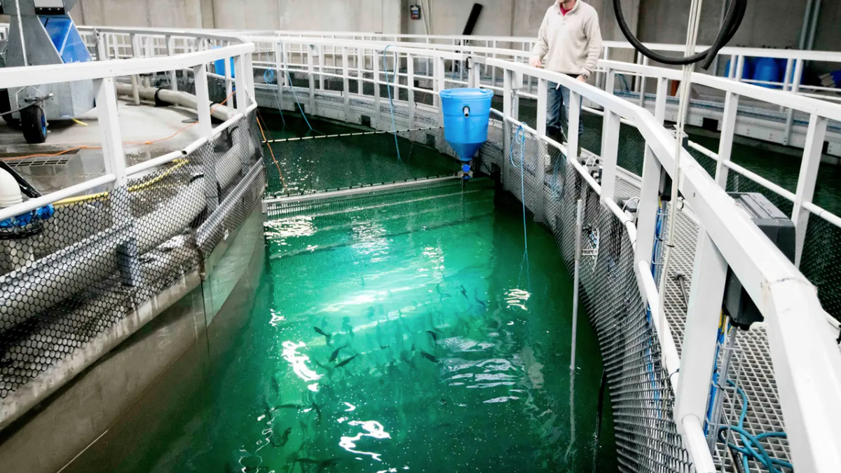 Swiss Alpine Fish: Jetzt werden die Lachse in der Schweiz gross