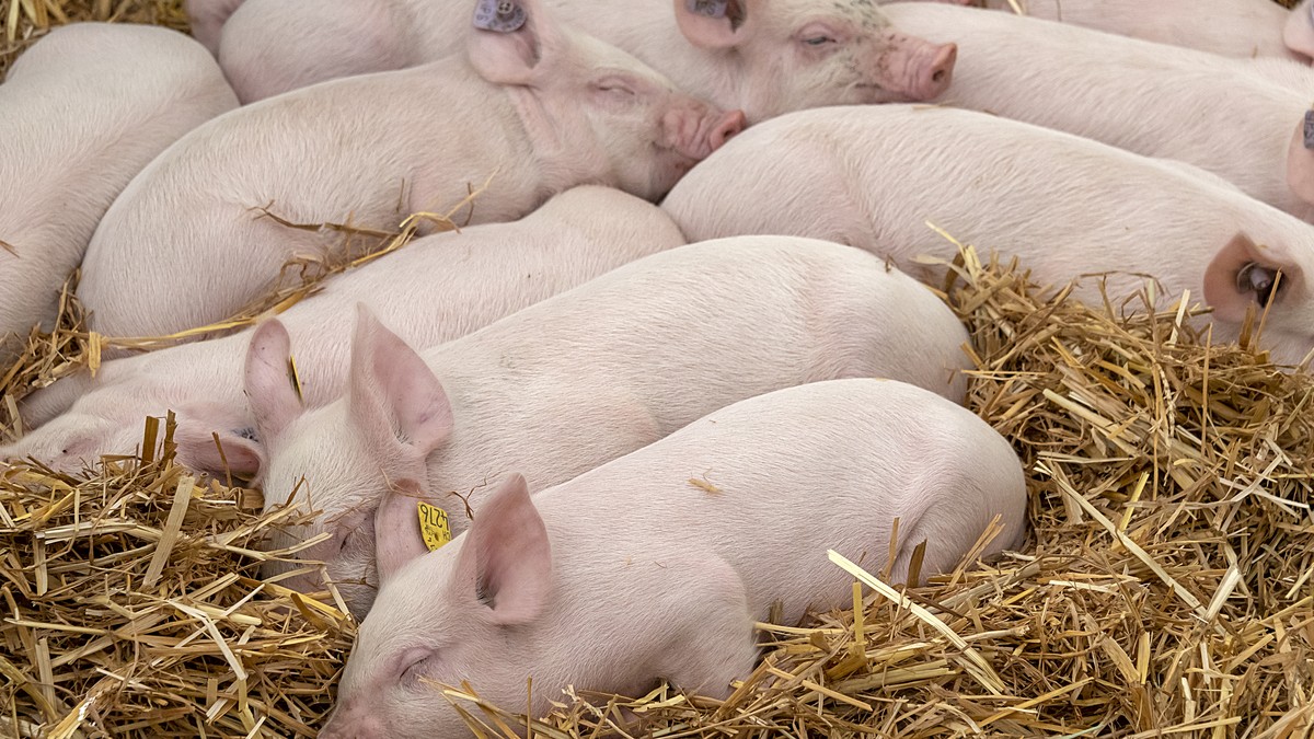 Rund 400 Ferkel sterben bei Stallbrand in Richenthal LU