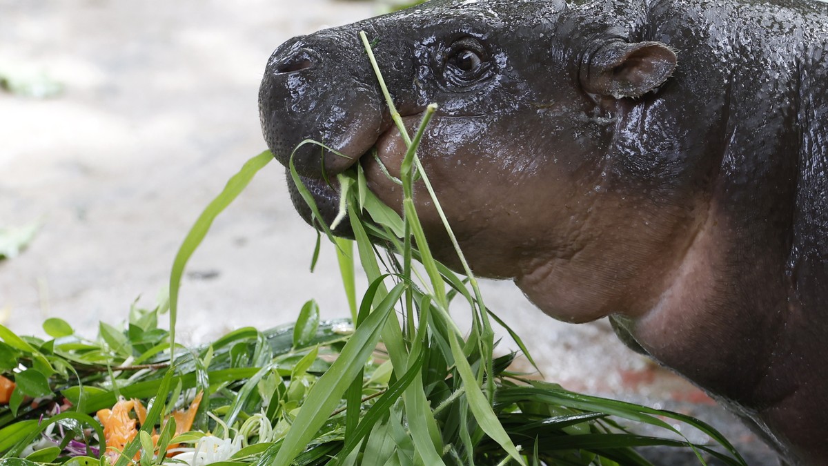 Makoshake nude a TOFTT request, so I tried it.