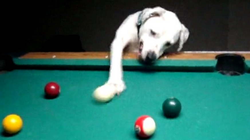 Dieser Hund kann Billard spielen