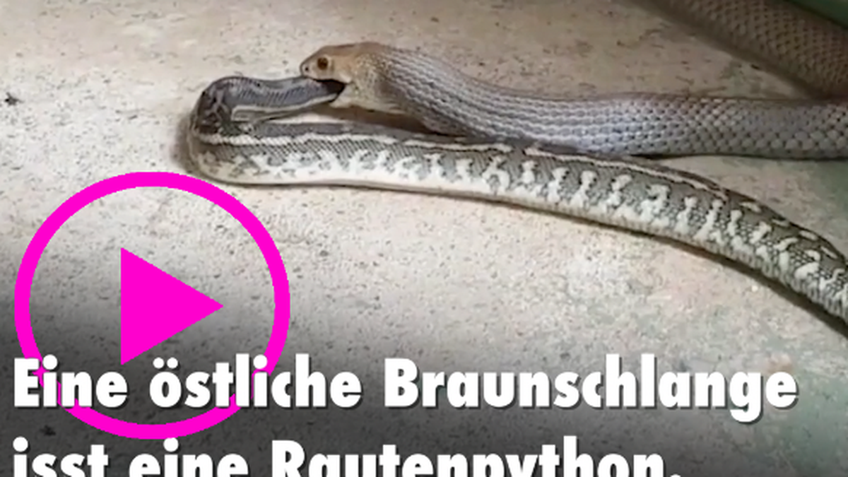 Wo ist da der Anfang und wo das Ende? Schlange verschlingt Python