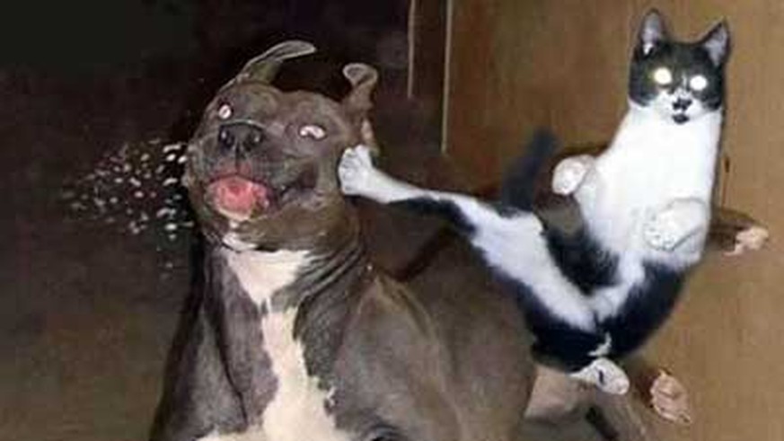 Die lustigsten Bilder von Katzen, die mit Hunden streiten - watson