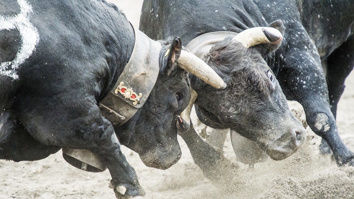 Walliser Kuhkämpfe: Eringerkuh Ruby holt sich Königinnentitel