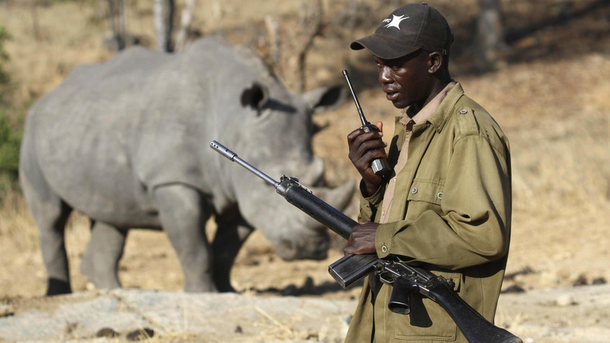Wilderer im Südsudan haben in nur zwei Jahren 500 Elefanten getötet