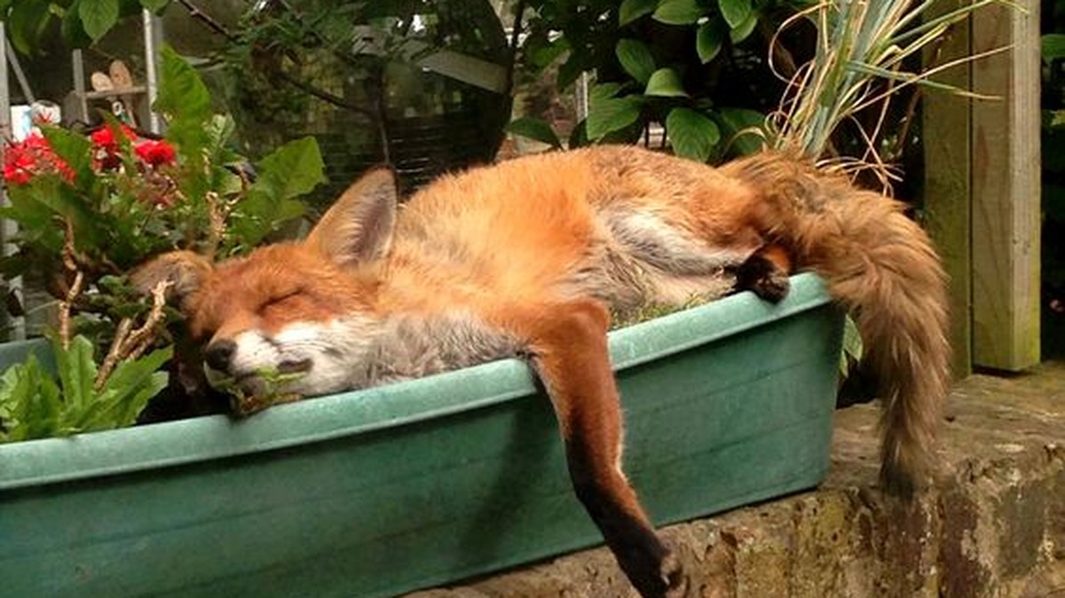 28 Tiere, die genauso faul sind wie du