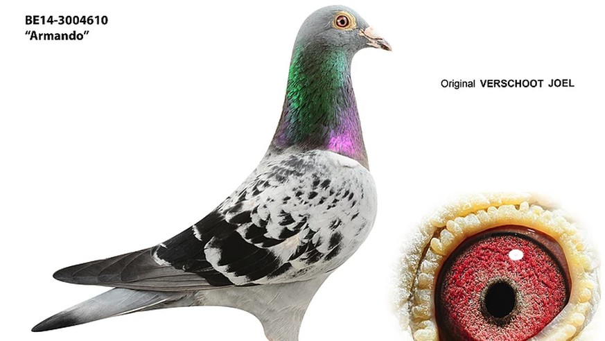 Die teuerste Taube der Welt geht nach China für 1,25 Millionen Euro.