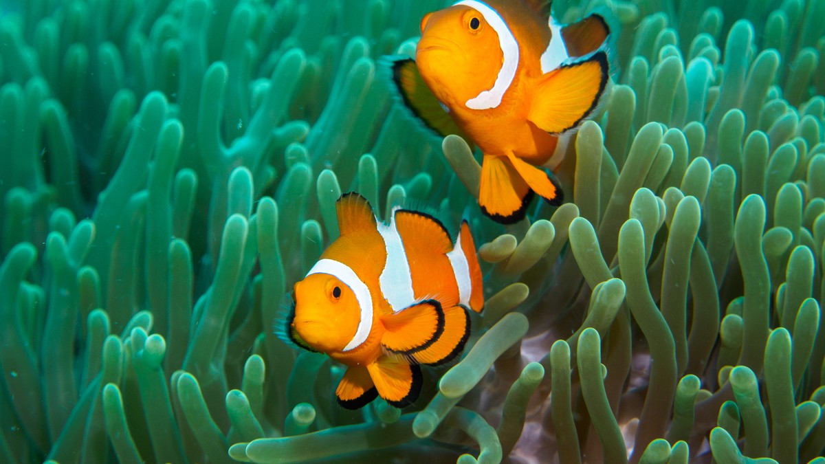 Clownfische schrumpfen bei Hitze laut Studie