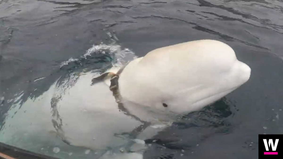 Berühmter Beluga-Wal in Norwegen soll doch kein russischer Spion sein