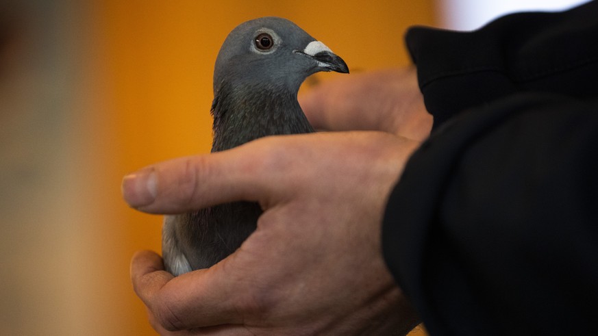 Teuerste Taube der Welt: New Kim wechselt für 1,7 Millionen nach China