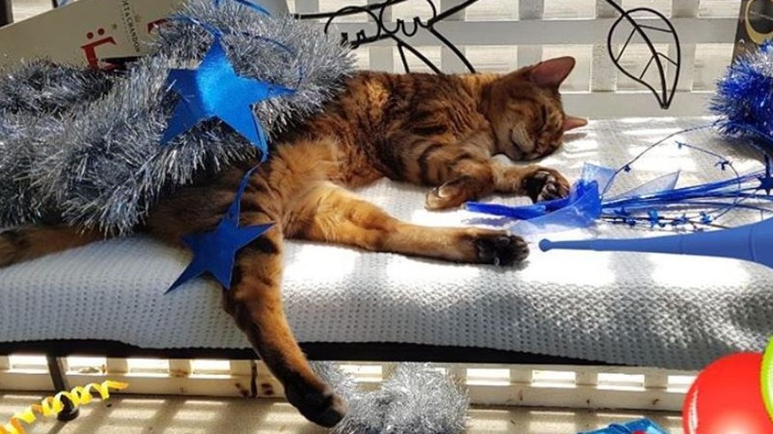 8 Feiertage, die du gemeinsam mit deiner Katze feiern kannst