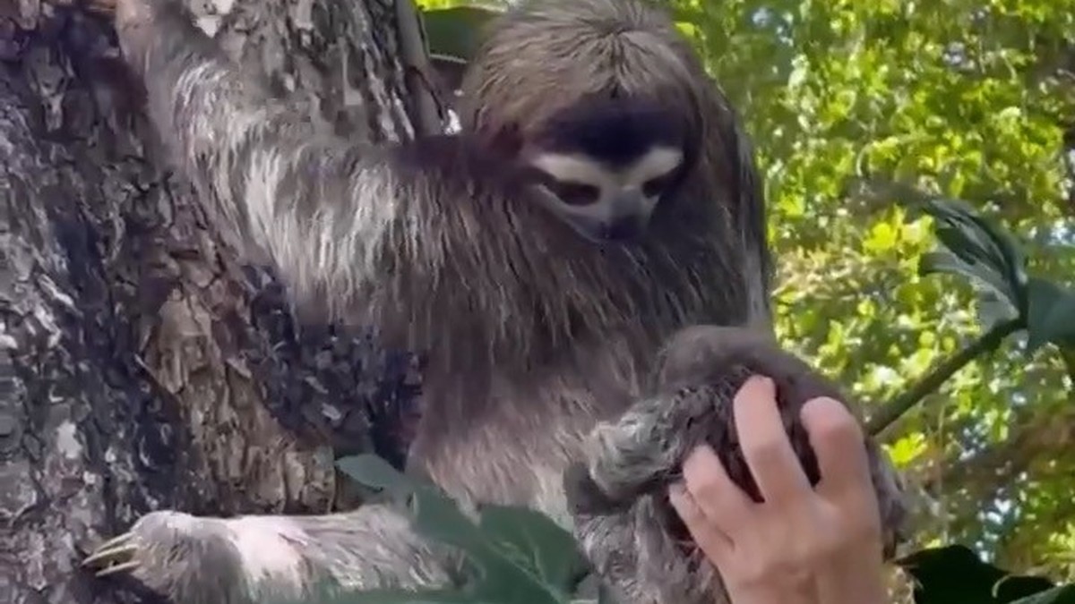 Costa Rica: Faultier-Baby wieder mit Mutter vereint