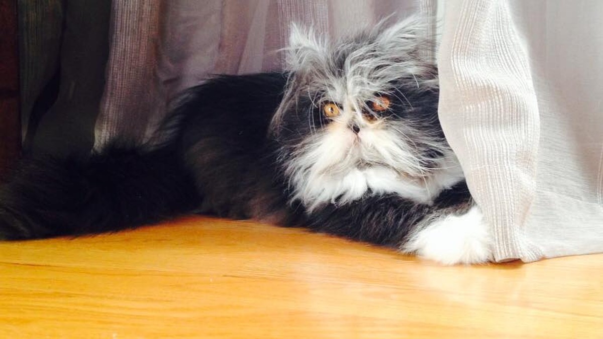 Grumpy Cat kriegt Konkurrenz! Jetzt kommt Atchoum, der hässige Professor
