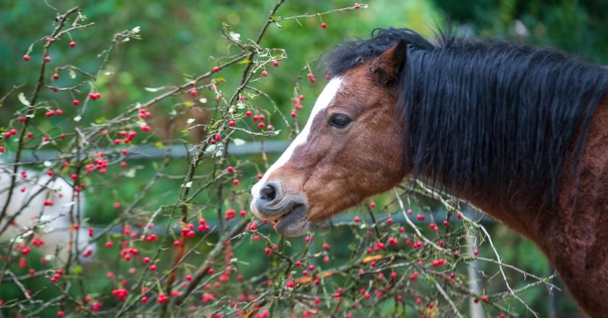 Kinder Zoo in Basel erhält Zuwachs: Drei neue Shetland-Ponys