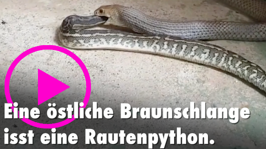 Wo ist da der Anfang und wo das Ende? Schlange verschlingt Python