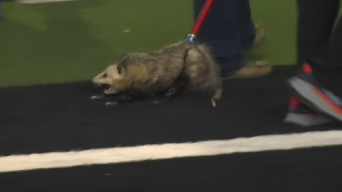 Opossum erobert Herzen texanischer Football-Fans
