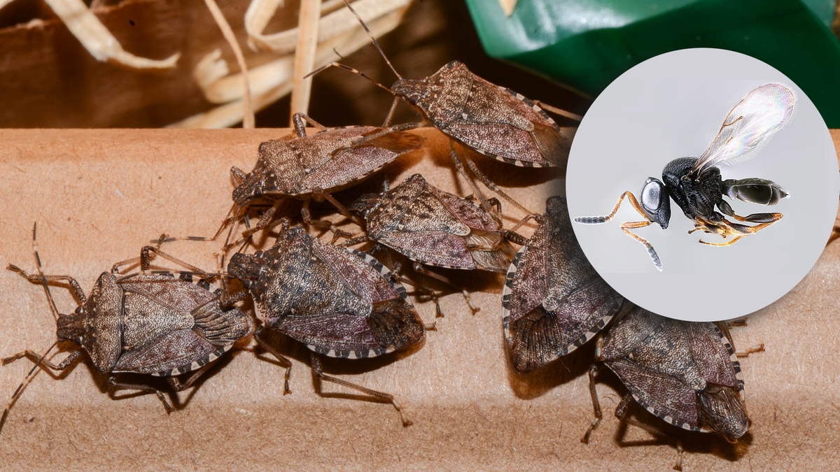 Die braune Stinkwanze: Wie man sie vertreibt und woher sie kommt