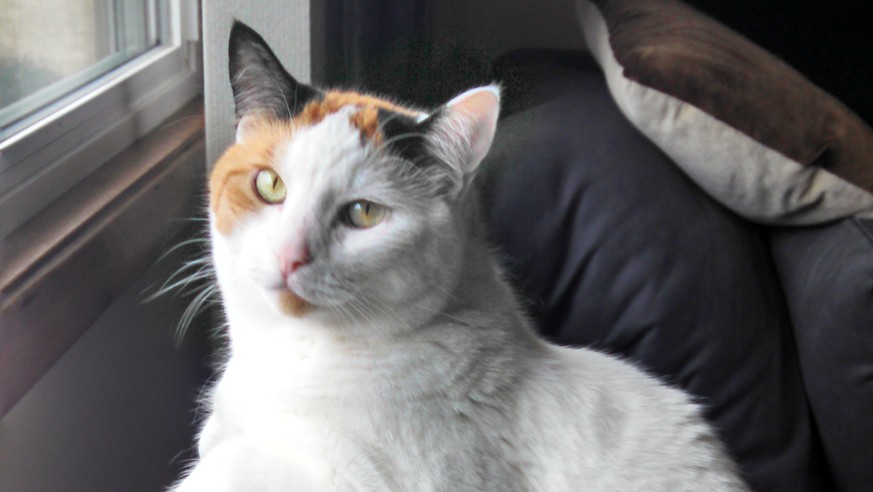 9 süsse Katzen, die ziemlich genervt sind