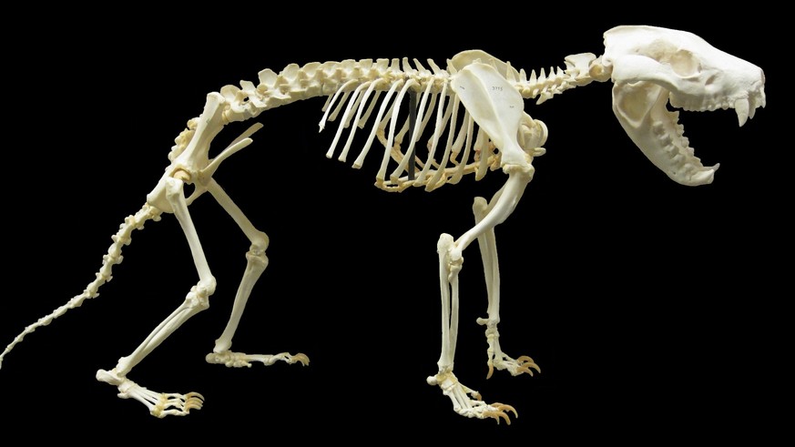 Gruseliges Knochen-Quiz: Tiere an Skelett erkennen - watson