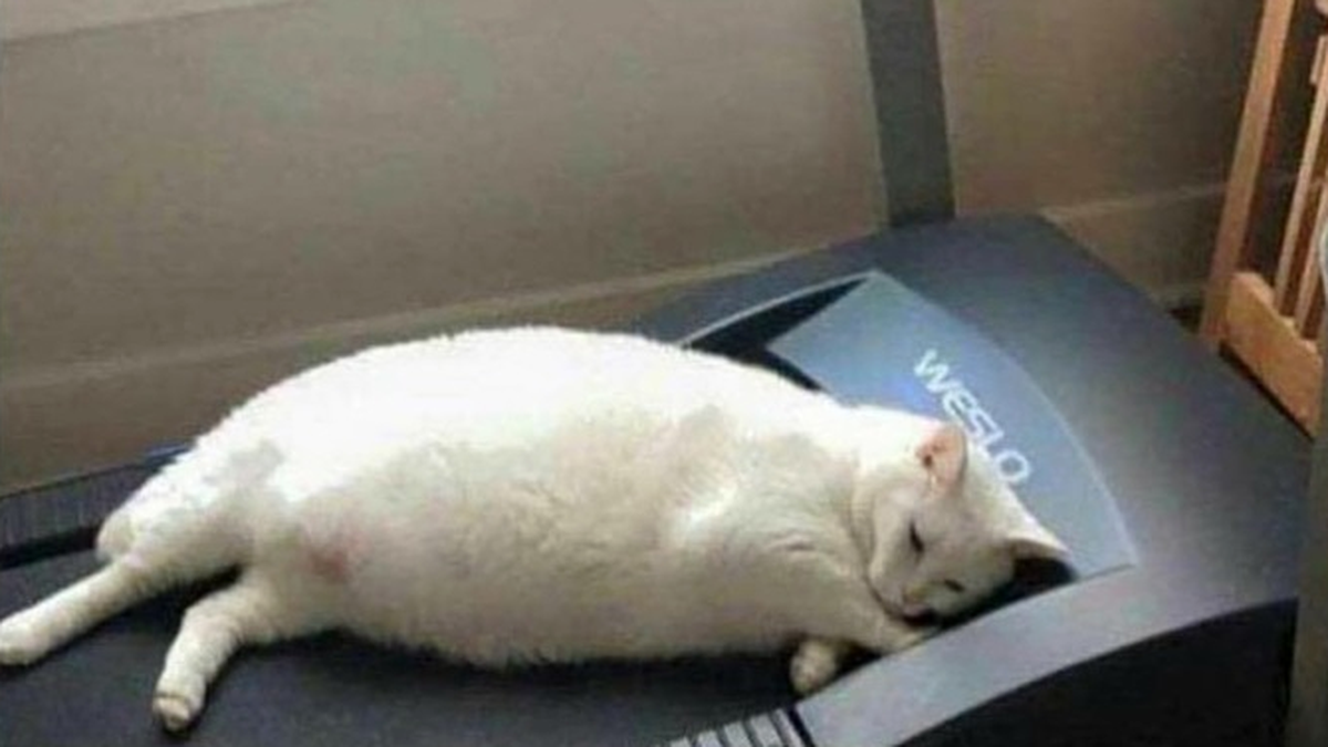 Le picdump de watson contre l'ennui: les images drôles du web