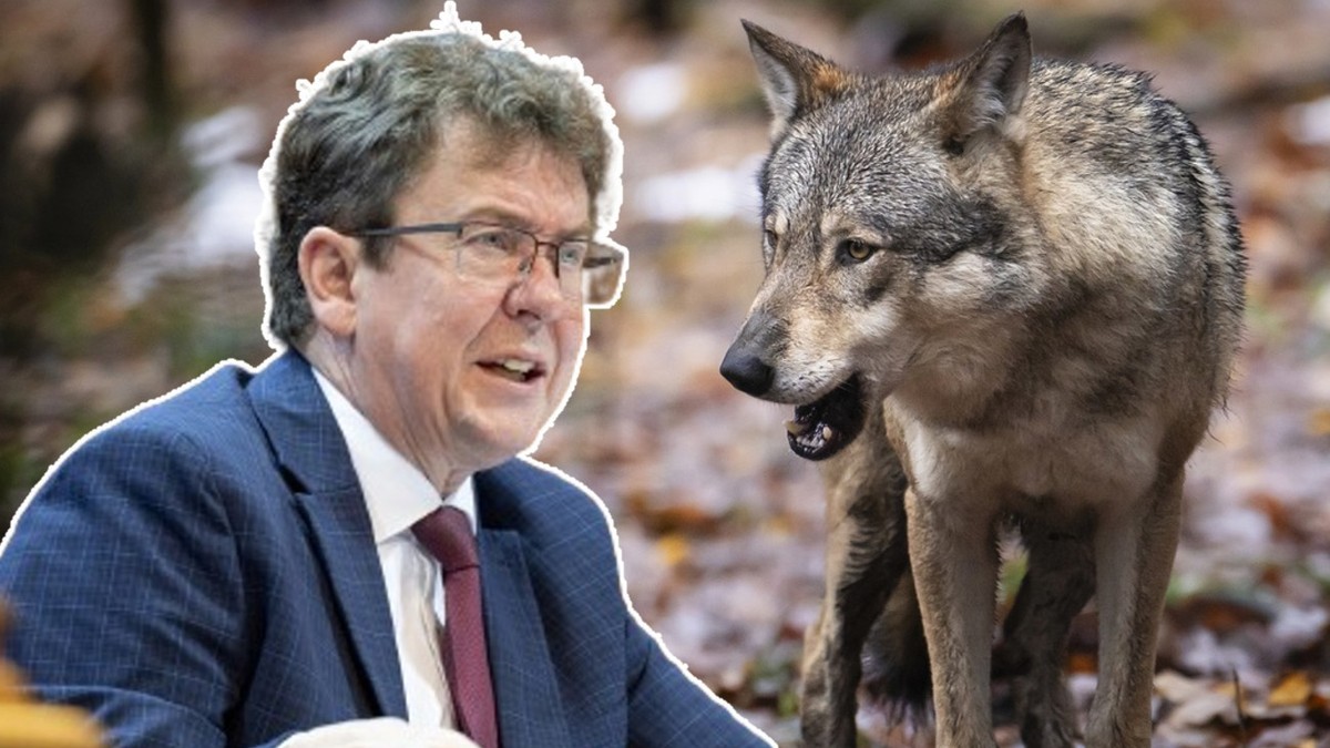 Albert Rösti und der Wolf: Wie der Bundesrat die Abschüsse durchdrückte