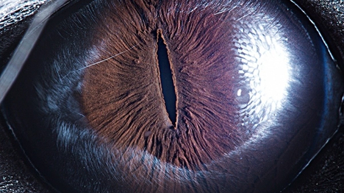 Quiz: Ordne diese Fotos von Tieraugen dem richtigen Tier zu