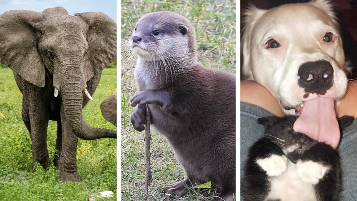 Cute News: Lustige Tierbilder von Robben, Flamingos, Ziegen und Hunden