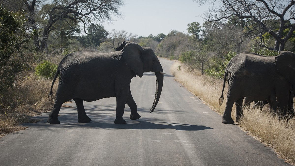 Nachbar Trampelt Wie Elefant