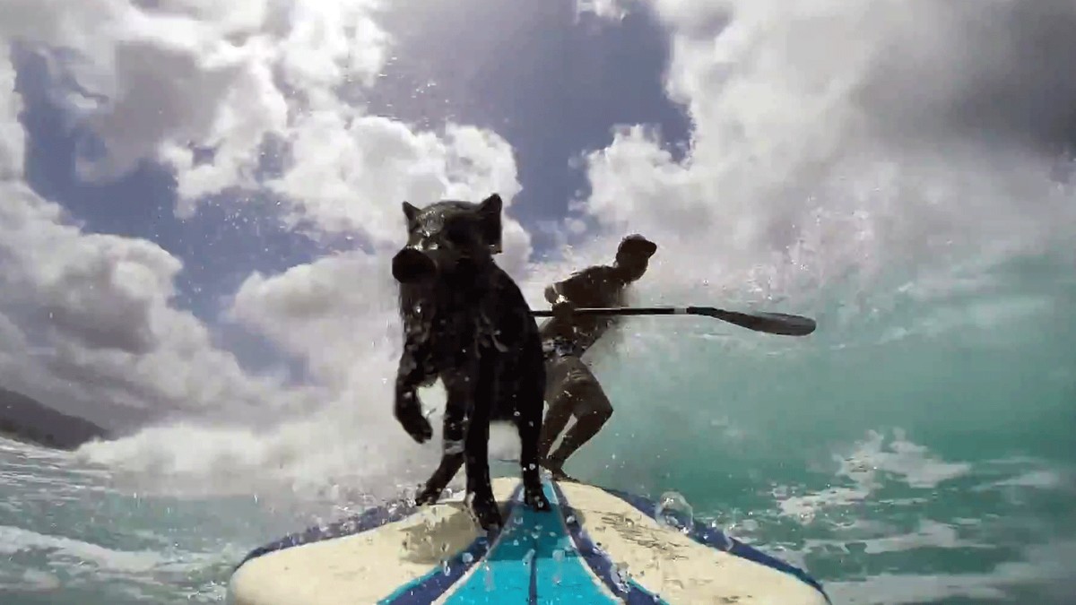 Surfende Robbe? Dieses Schwein spielt «Trittbrettfahrer»