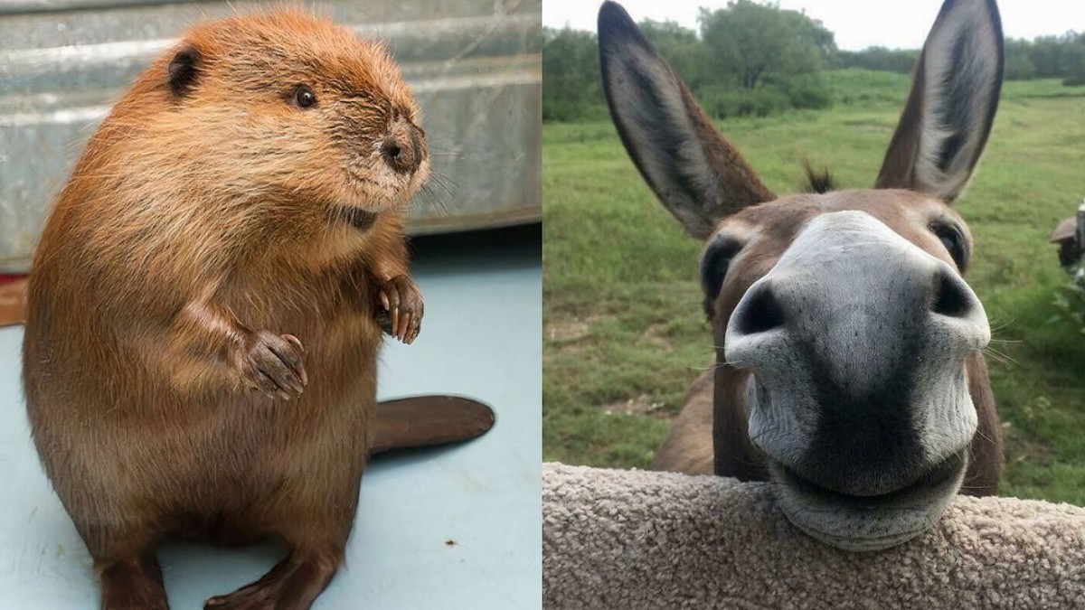 Hier kommen die 29 lustigsten Tierbilder der Woche