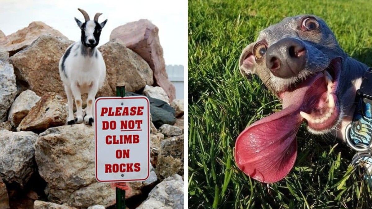 Die lustigsten Tierbilder von Katzen, Hunden, Ziegen, Capybara und Co.