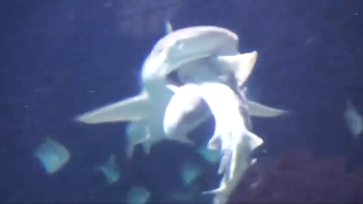 Hai frisst kleinen Hai im Zoo – vor den Augen der Besucher