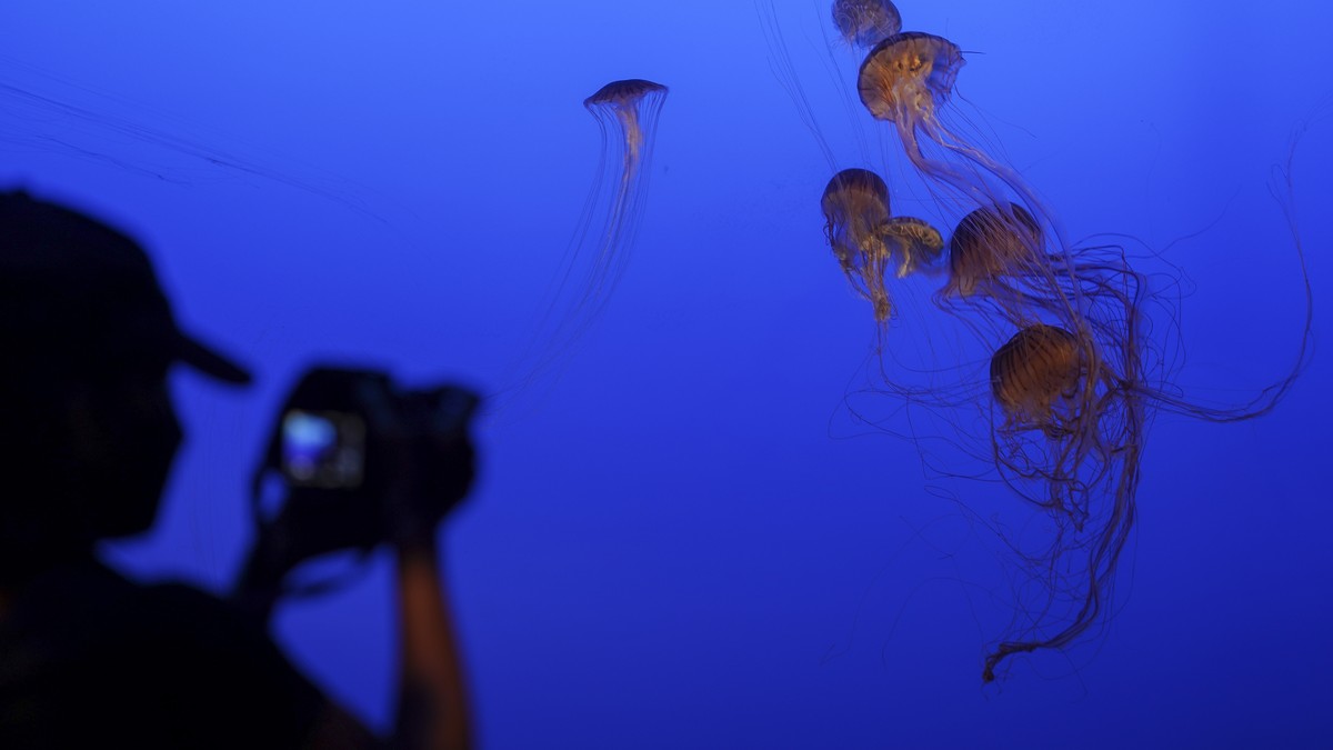 «Box Jellyfish»: Hochgiftige Qualle tötet Jugendlichen in Australien