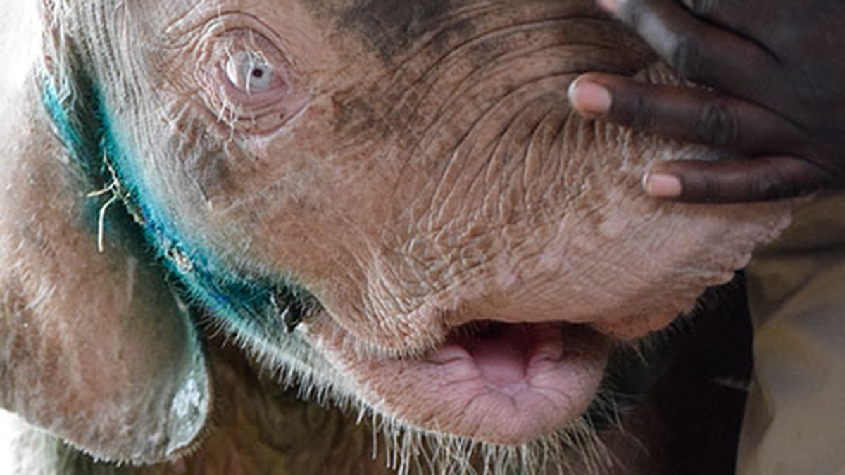 «Khanyisa»: Seltener Albino-Elefant mit blauen Augen aus Schlinge gerettet
