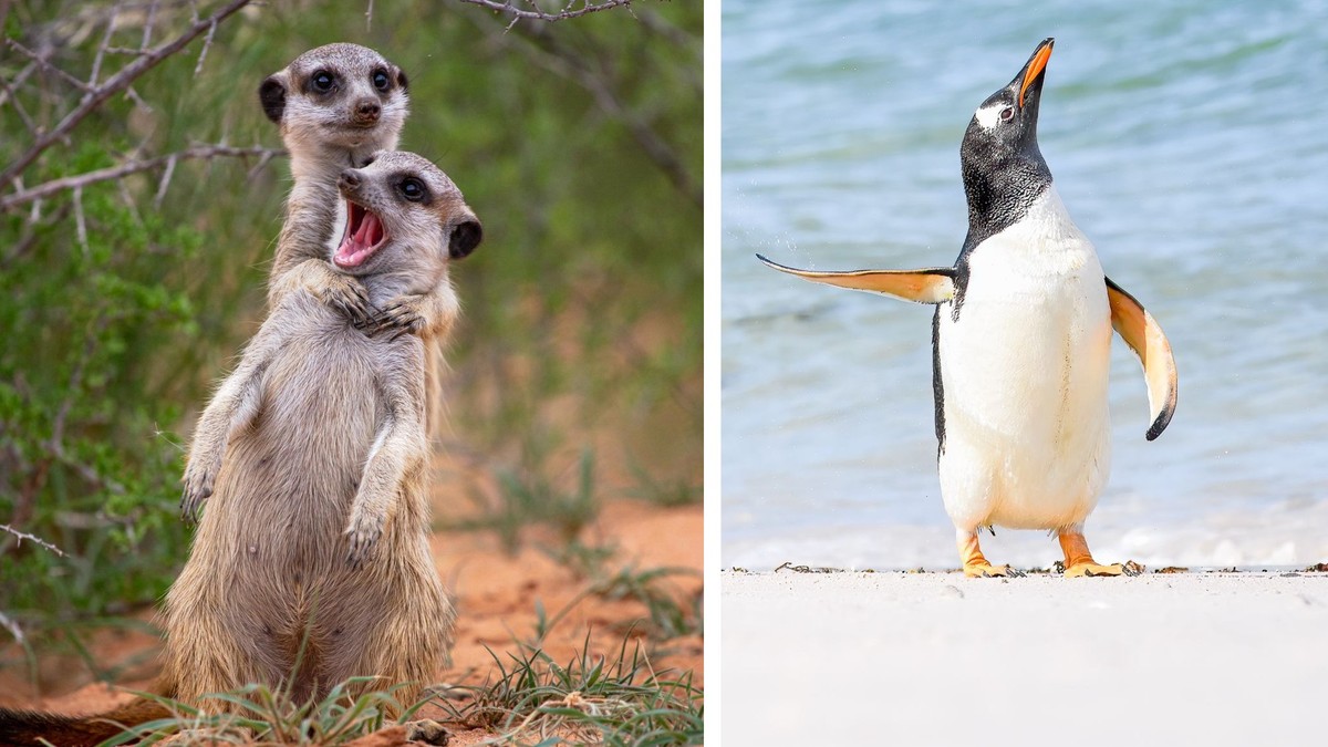 Comedy Wildlife Photography Awards – die lustigsten Tierbilder 2022