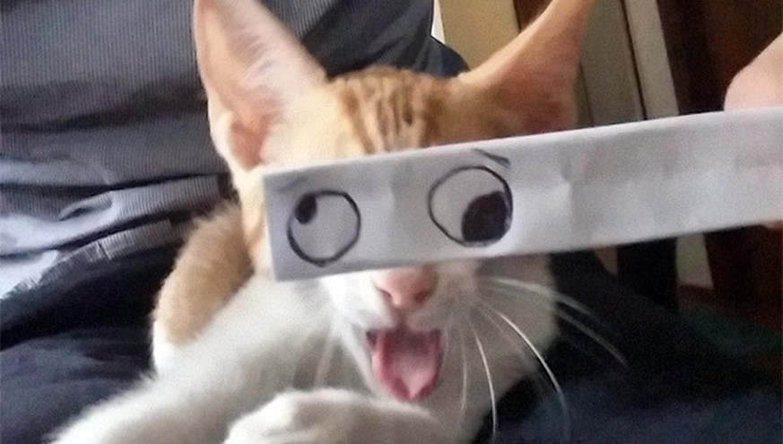 Katzen können auch mal doof aus der Wäsche gucken