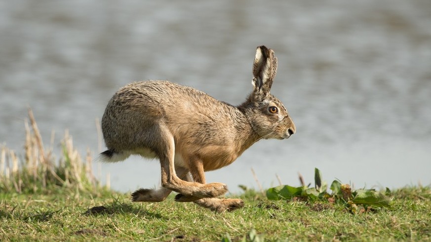 Wie der Osterhase zu den Eiern kam