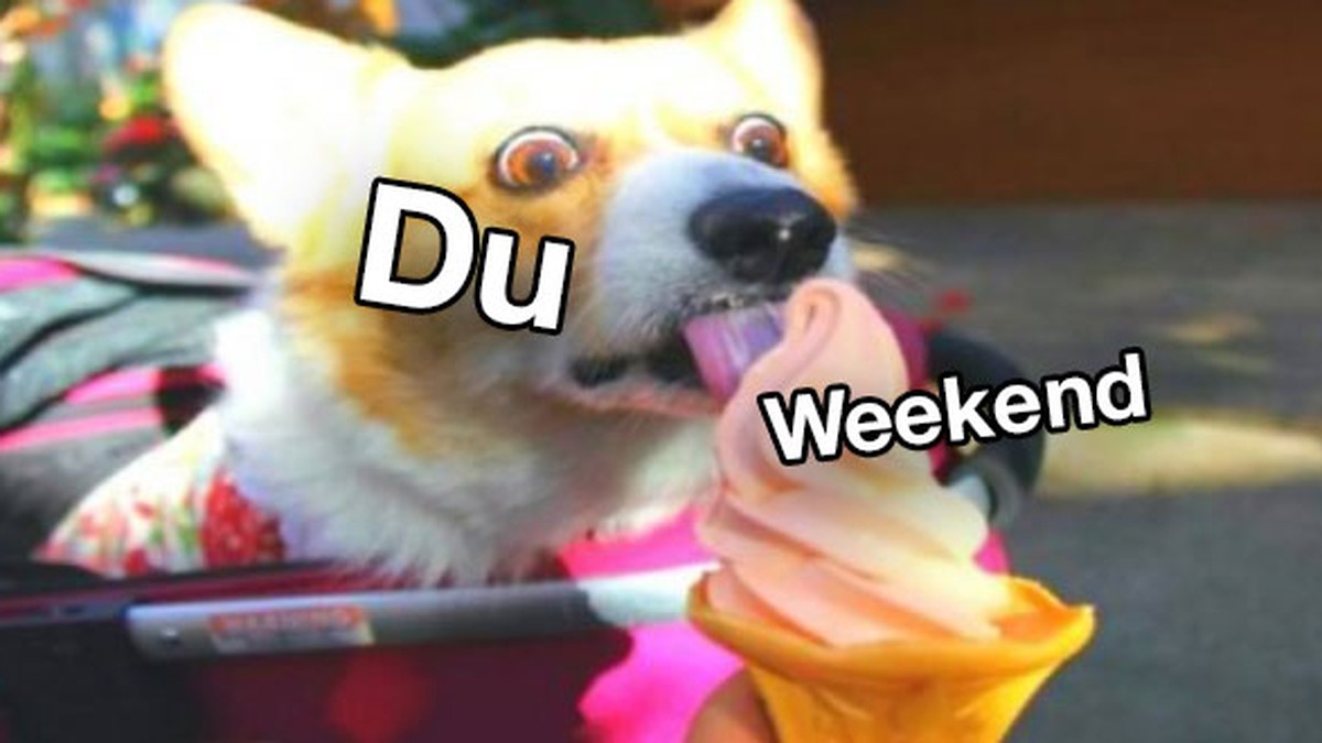 Über 40 lustige Tierbilder und Tier-GIFs