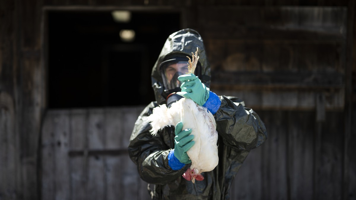 Erstmals Vogelgrippe bei Schaf in Grossbritannien nachgewiesen