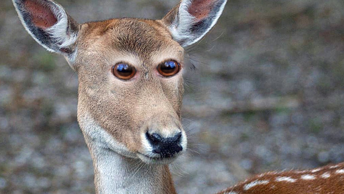 watson Picdump: Die besten Bilder aus dem Internet!