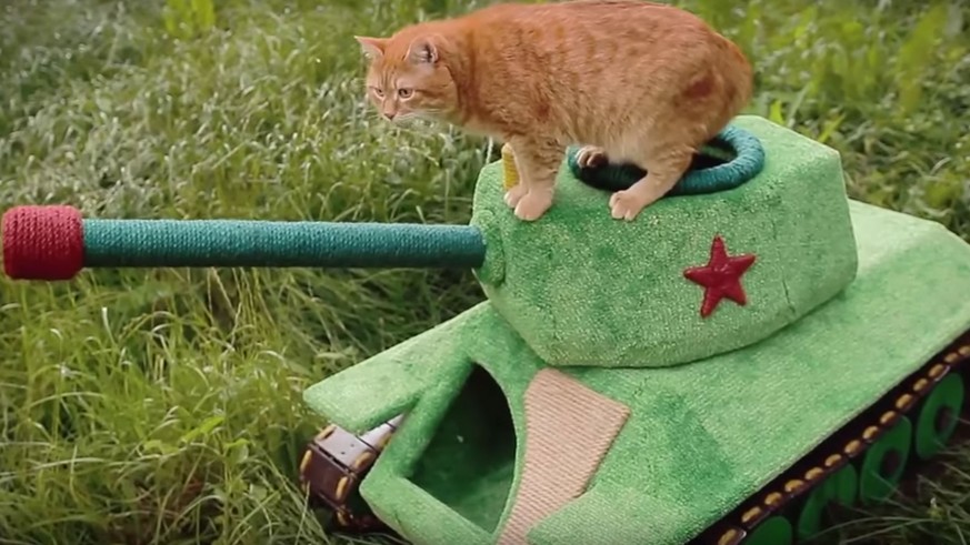 Diese Katze wohnt in einem fahrbaren Panzer