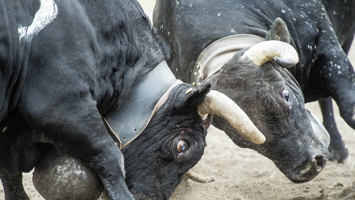 Walliser Kuhkämpfe: Eringerkuh Ruby holt sich Königinnentitel
