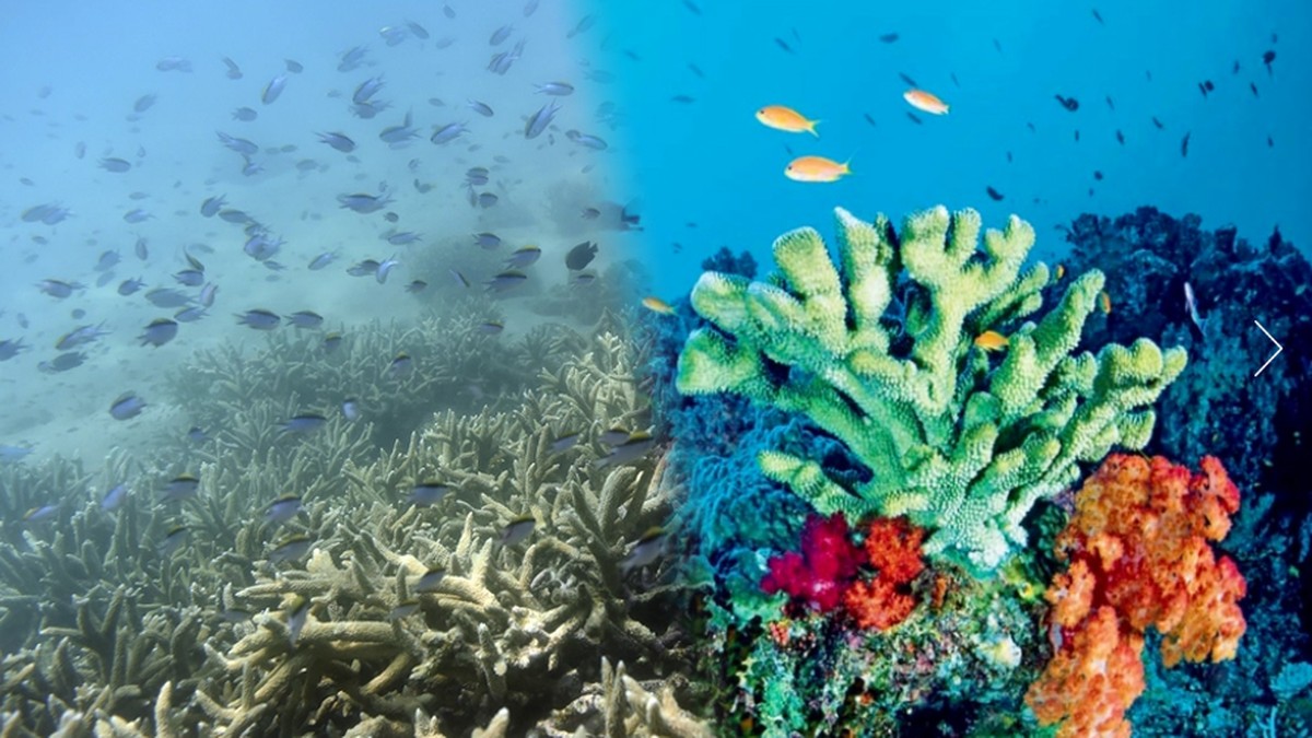 Was bringt es überhaupt, Riffe zu schützen? Jetzt gibt es eine Antwort