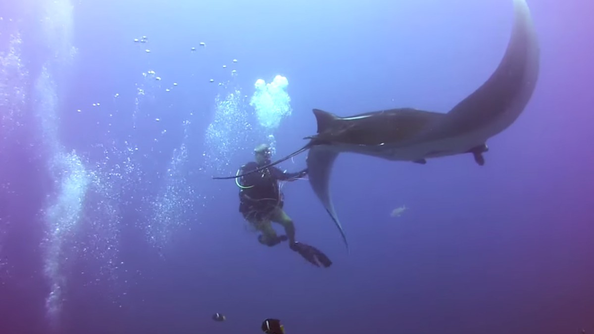 Dieser wunderschöne Riesenmanta wird gerade aus einem Fischernetz befreit